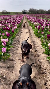 Hello spring, we missed you 🌷🌺🌸🌼🌻 #spring #springishere #springvibes #tulips #tulipsofinstagram #tulips🌷 #springtime #happydogs #happydog #doglovers #dogsofinstagram #dachshund #dachshundsofinstagram #doxieworld #sausagedogcentral #hellospring #dogvideos #dogvideo #dogreels #dogreelsofinstagram #lovedogs #hunde #hundeleben | The Daxie Trouble