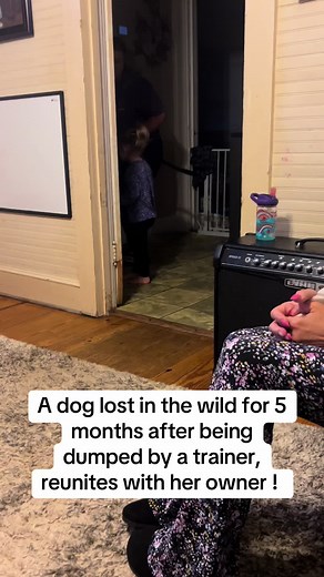 Siberian Husky Reunites with Owner After 5 Months in the Wild
