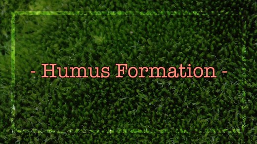 Humus Formation