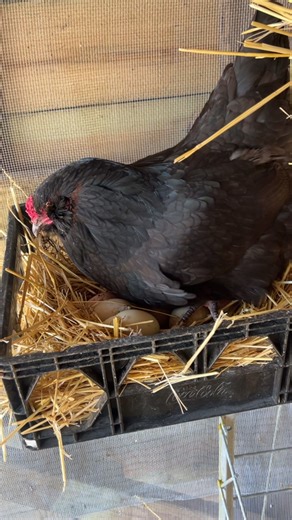 Bonding with Hens During Labor