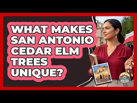 What Makes San Antonio Cedar Elm Trees Unique?
