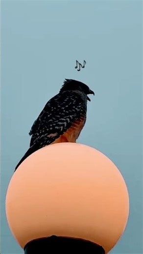 This Hawk Call Echoed Through Disney World 🦅