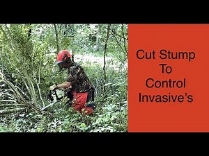 Cut Stump Method of Invasive's (Autumn Olive, Multiflora Rose, Privet) for Habitat Improvement
