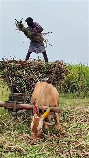 மாட்டுவண்டி | bullock cart ride | bullock cart race | bullock cart videos | farm animals | cow