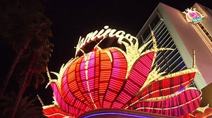 Bright Neon Lights Signs Flamingo Hotel Stock Footage Video (100% Royalty-free) 15921910 | Shutterstock