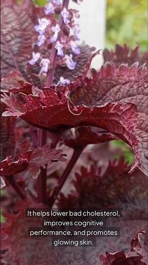 Perilla Oil: The Ultimate Superfood Oil