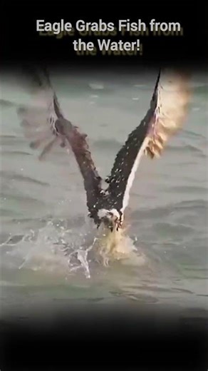 Eagle Grabs Fish from the Water!