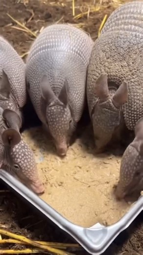 Roger Williams Park Zoo on Instagram: "Dinner time with the armadillo fam 😍 Patsy’s quadruplets are enjoying a hearty meal with mom, growing strong, one bite at a time. #cutenessoverload 📷: Keeper Emily"