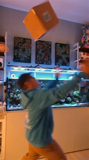 Reefer_NYC on Instagram: "Besides picking up a few sps, got my hands on two long time favorite corals of mine from @uniquecorals. First we have the aussie trachy which will bring movement and color to the sandbed and next is the classic aussie elegance! Both beautiful pieces you can add to your your tank that are fairly hardy with stable parameters 🪸"