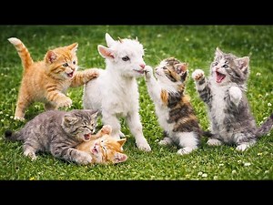 Cute Kittens Playing Together | Soft Meowing Sounds | Cute Cat Video Compilation