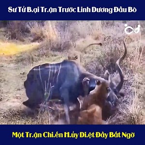 112K views · 727 reactions | Sư Tử B ại Trậ n Trước Linh Dương Đầu Bò - Một Tr ận Chi ến H ủy Di ệt Đầy B ất N gờ | Seleccion zulia 2002 | Facebook