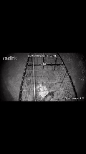 The General and The Hog Trap Trigger at work on Friday night with another capture in The Clarke County Conflict!! Ride to The Train Station will be free!!🦔🇺🇸!!! #gobdlreel #gowbdl #gettinoutdoors | Gettin' Outdoors With BDL