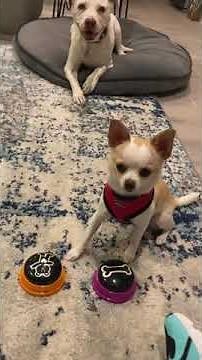 My dog is getting sassy with the talking treat button!