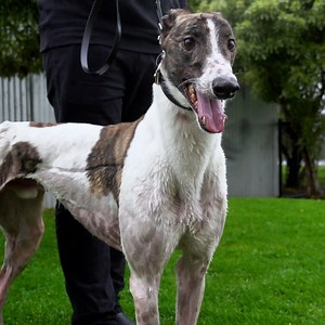 645K views · 7.5K reactions | Good to see Lakeview Cruiser back on the winners list last night, surprisingly his first since February in an Australian Cup heat at The Meadows Dogs Both he and his brother Lakeview Walter will be taking aim at the TAB Melbourne Cup! Story | sandogs.co/CruiseControl | Sandown Greyhounds | Facebook