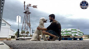 61 reactions · 3 comments | "No I will not Down and I certainly will NOT load into that car!" Noble the standard Poodle making some demands and then realizing "I can do this!" #14dayBoardandTrain OLK9sarasota.com | Off Leash K9 Training, Sarasota | Facebook