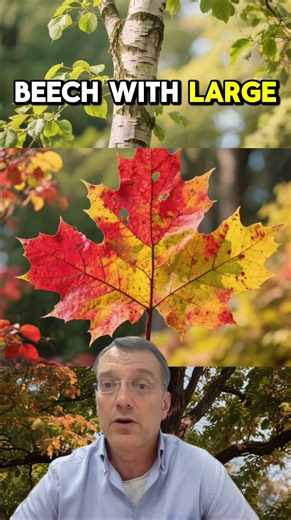 All about #ecosystems no.34 - broad leaves in deciduous #forests #environmentalscience