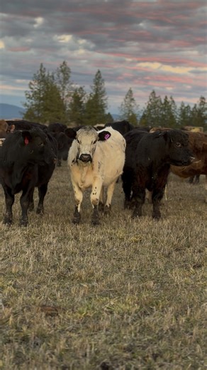 Sammy Jo Kristiansen : Rancher on Instagram: "Well… If he shows up with cows instead of flowers… he understood the assignment. 💘🐮💐"