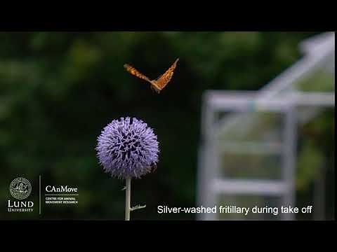 Butterfly takes off (in nature)