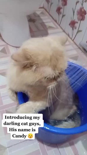 Mandiin Candy 😚 #cat #catsoftiktok #catlover #cute #candy #bath #groomingcat #cats #catstagram