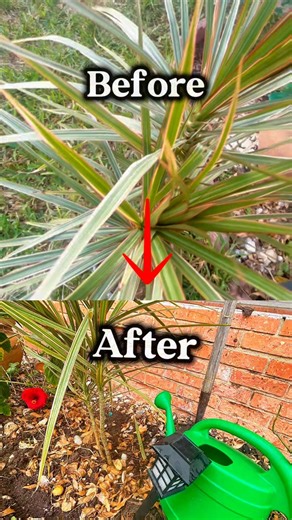 Dragon tree🐉 repotting, pruning, digging ⛏️ #satisfying #timelapse #nature #relax #shorts
