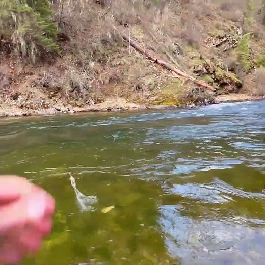 Sculpzilla racing downstream, trout CAN'T resist