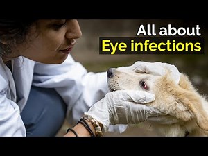 Causes and symptoms of common eye infections | Eye infections in dogs | Conjunctivitis in dogs