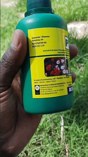 USE this organic insecticide with PYRETHRIN for effective control of biting & sucking crop pests