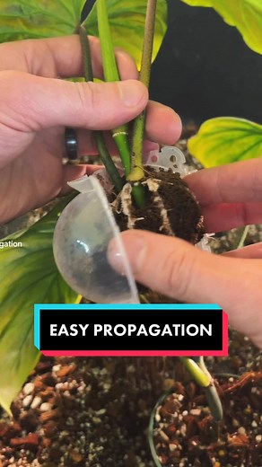 You can definitely use saran wrap, but these prop balls are reuseable ♻️ #propagation #airlayeringpropogation #airlayering #philodendronpropagation #chopandprop #rooting #propagationhack