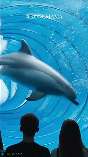 Ocean Giants Up Close: Understanding Dolphin Communication and Social Bonds #marinelife #education