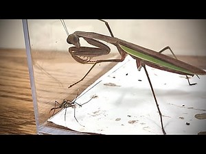 Praying Mantis VS Giant Mosquito