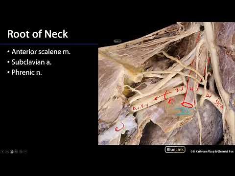Superior Mediastinum and Root of Neck - Root of Neck