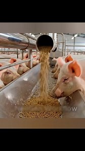 From Farm to Flavor | Inside the Pork Processing Factory #FoodFactory #InsideTheFactory #PorkProcessing #SausageMaking #HamProduction #HowItsMade #FoodIndustry #FactoryProcess #BehindTheScenes #SatisfyingProcess #FoodReels #IndustrialFood #ProcessingPlant #FoodTok #FactoryTour | D4DoorBeen