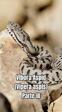 Vipera aspis: a fascinating and feared snake