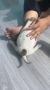 357K views · 18K reactions | NGƯỜI TA LẠI ĐEM BỎ CHÓ CON BẠI LIỆT NỮA...