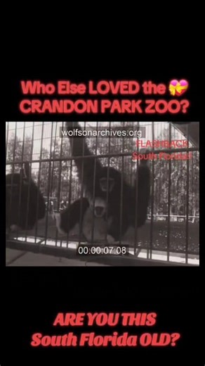 FLASHBACK to the CRANDON PARK ZOO on Key Biscayne!! Who Else LOVED and MISSES This Amazingly Close-up Experience?? 💖❤️🤔 The Crandon Park Zoo on Key Biscayne was Miami-Dade County's first zoo, opening in 1948 and growing from a few animals stranded by a broken-down circus and road show. Facing public scrutiny and devastating damage from 1965's Hurricane Betsy, plans were made to move the zoo. In 1980, the Crandon Park Zoo closed, and all its animals were moved to a new, larger, more protected l