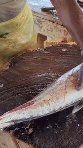 Slicing a Trevally fish... | Fillet Magic