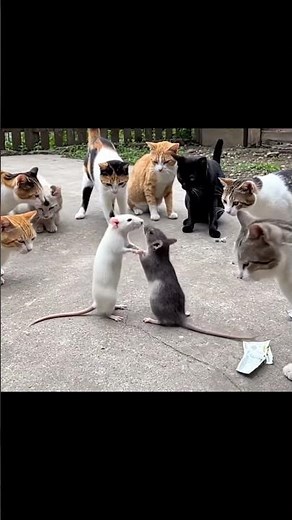 The Cutest Dancing Mouse Performance You'll Ever Witness!#short