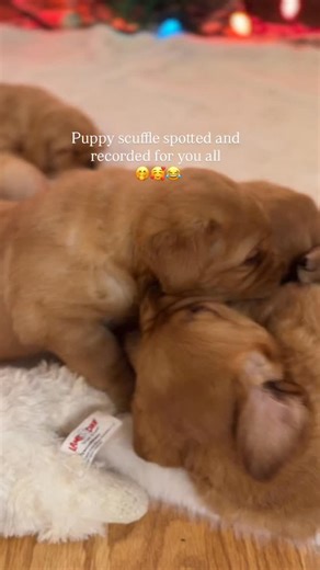 Our peaceful christmasy afternoon was interrupted by a puppy fight! Don’t let these cute lab creatures fool you, they are actually quite vicious!! 😆🤭❤️ #foxredlab #foxredlabpuppy #yellowlabpuppy #yellowlabrador #englishlabrador #englishlabpuppy | The Happiest Labrador