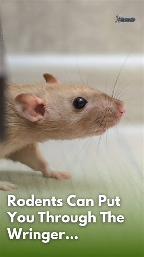Cold weather drives rodents indoors 🐀🏡 Once inside, mice and rats can chew wires, contaminate food, and cause stress for you and your family. Albemarle Pest Solutions offers professional rodent control that targets the problem at the source: ✔️ Inspections ✔️ Exclusion work ✔️ Safe removal ✔️ Follow-up monitoring Don’t let rodents cozy up in your home this season 📲 Schedule your rodent service today: https://bit.ly/4q7zi7w #RodentAwareness #AlbemarlePestSolutions #PestControl #WinterPests #Ro
