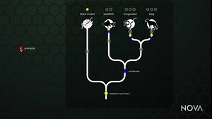 Learn how to build phylogenetic trees with NOVA Labs's Evolution Lab: http://to.pbs.org/1EQzWi6 Answer questions on this interactive worksheet as your play along: http://bit.ly/1OkbHKL | NOVA Education