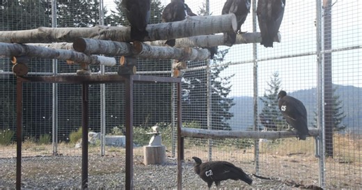 Major milestone in restoring California condors in the Pacific Northwest