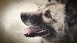 Mariz De Mesa-Lacuesta of ASPIN tunay at tapat used to live near a cemetery with barely anything to eat. But despite this, she couldn’t resist turning away stray puppies who were holding onto their lives. See how her dream to have a bigger space to as many aspins as possible came true in our third NUTRI SERYE episode: #MuntingPAWngarap | Nutri Chunks PH