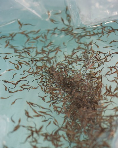 1.8K views · 2.9K reactions | Recently, scientists at the Tennessee...