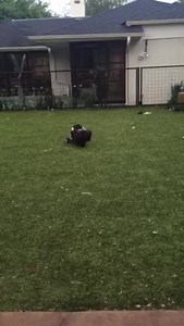 For people that think that a disabled dog that is incontinent needs to be 'let go' because they will have no quality of life .. please meet Finch.. I rescued this little boy from the shelter 10 years ago,, they think he had been hit by a car, he could not stand up.. one of his back legs was rotting away and so the surgeon removed the rotted part and he ended up with 1.5 legs, they have feeling in them and twitch a lot but his spine was injured and could not be repaired , and as he cannot stand u