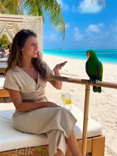 🏝️🦜 Island Parrot FIRES the Vacation — Savage Punchline 😂 On a private island with a luxury host, this Eclectus Parrot destroys vacation plans with one perfect line 😂🔥 Ultra-clean visuals. Pure 2026 comedy. #TalkParrotShow #FunnyParrot #ParrotComedy #PrivateIsland #LuxuryTravel #ViralShorts #ComedyGold #EclectusParrot #8KVideo #CleanComedy #TrendingNow