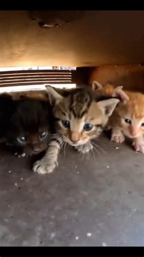 Hiding Where No One Would Look…