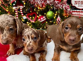 KC Registered Miniature Dachshund Male Pups - £1,500