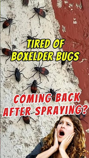🐞🤯 Why Your Boxelder Bug SPRAY Fails | Getting Rid of Boxelder Bugs