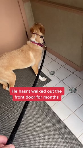 Effective Leash Pressure Techniques for Dog Training