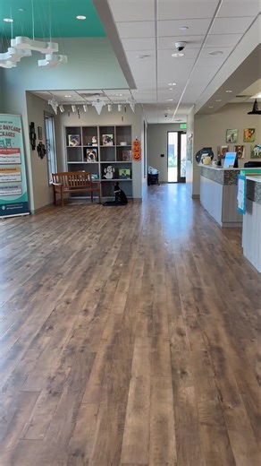 Fudge is rocking Boot Camp training!!!!! All positive, Force- Free training!!!! NO e-collar!! He is only 5 months old and is precious!!!!! ❤️❤️❤️ | PALS Dog Training